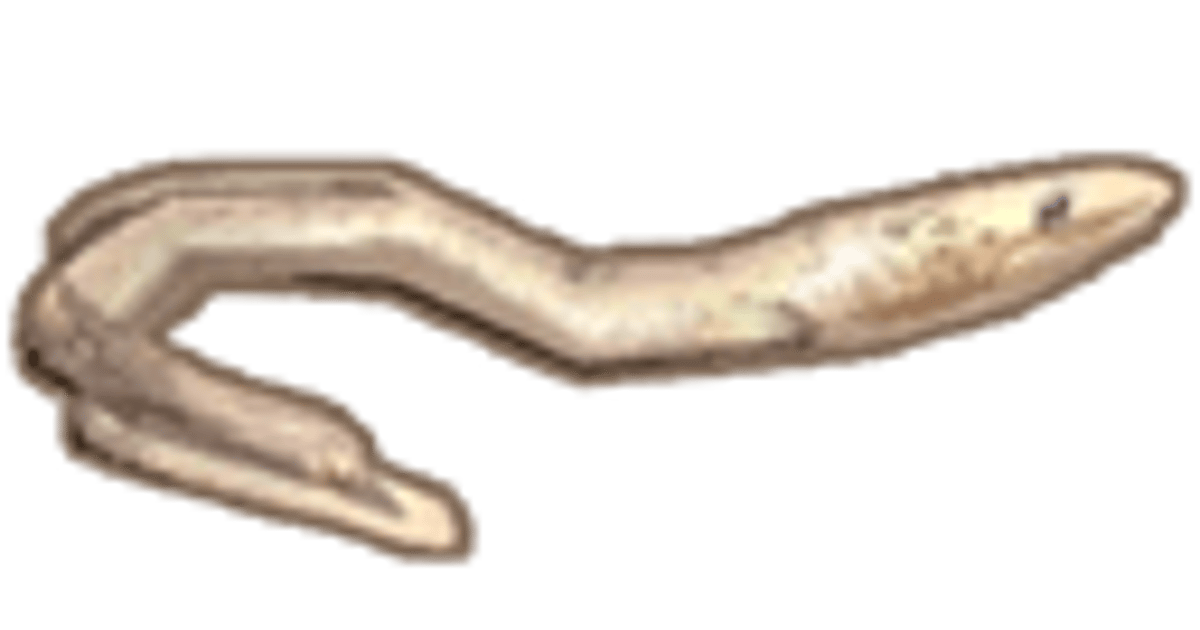 Short Finned Eel | Dinkum Bug, Fish, & Critters
